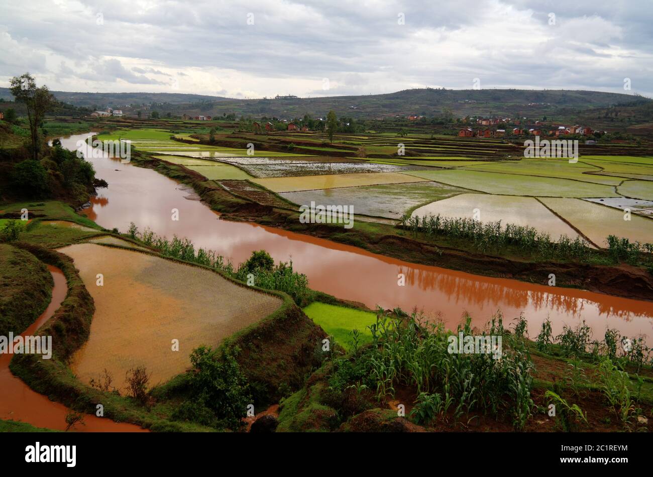 Landscape with the rice fields and Onive river at Antanifotsy ...