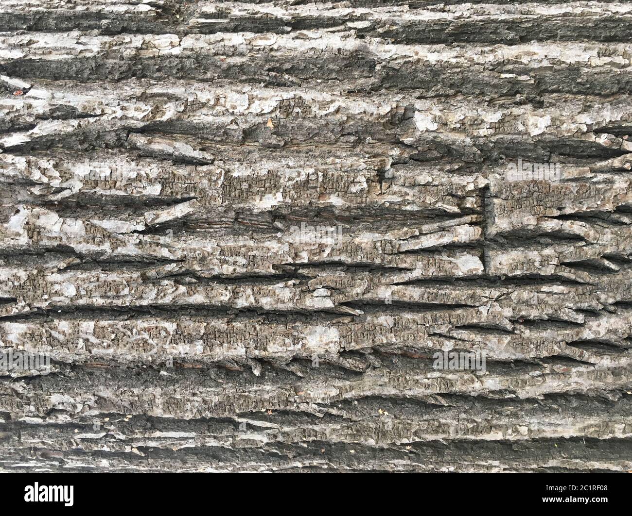 Gray oak texture hi-res stock photography and images - Alamy