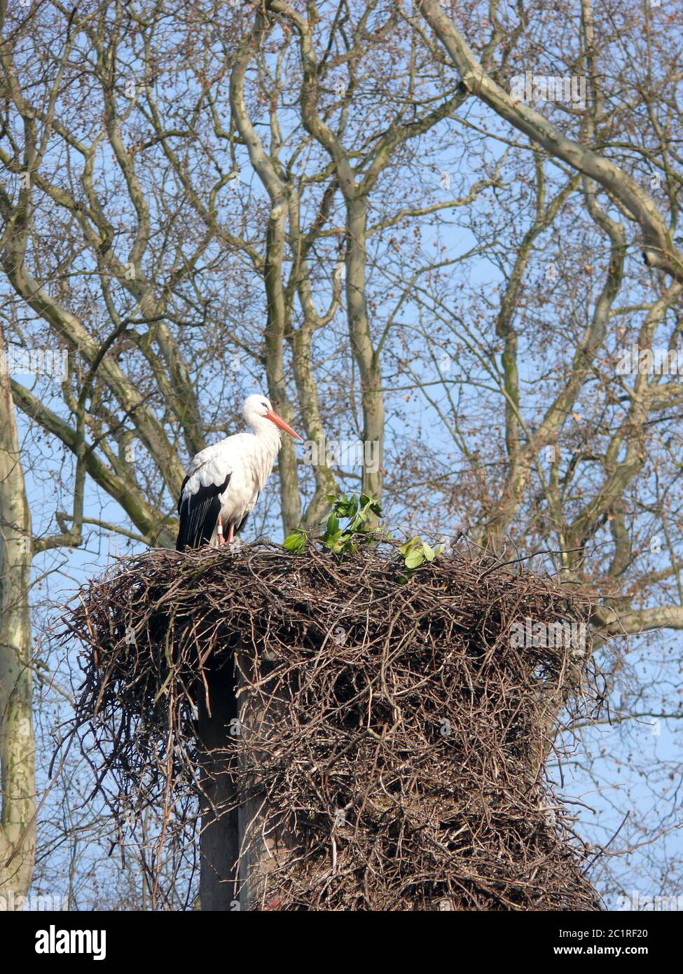 stork nest in Strasbourg Stock Photo - Alamy