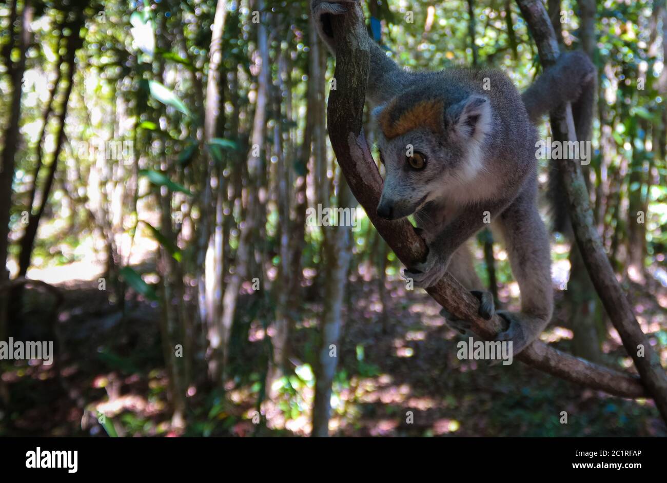 Largest primates of madagascar hi-res stock photography and images - Alamy