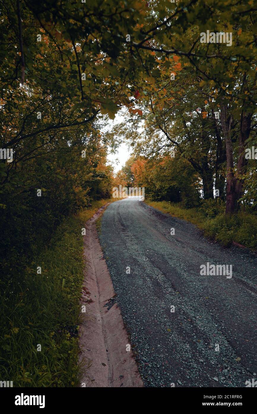 trees and road Stock Photo - Alamy