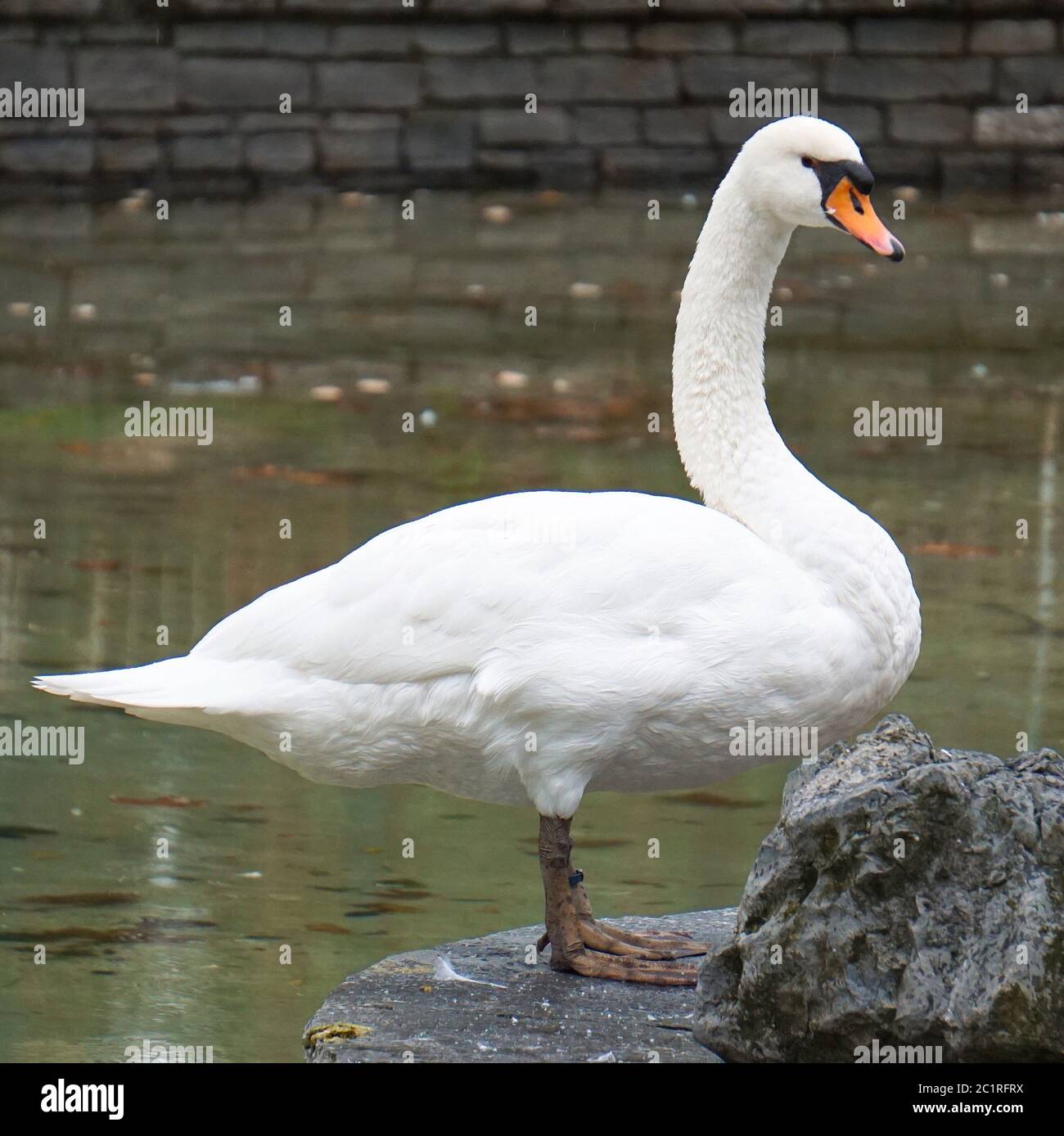 White in nature hi-res stock photography and images - Alamy