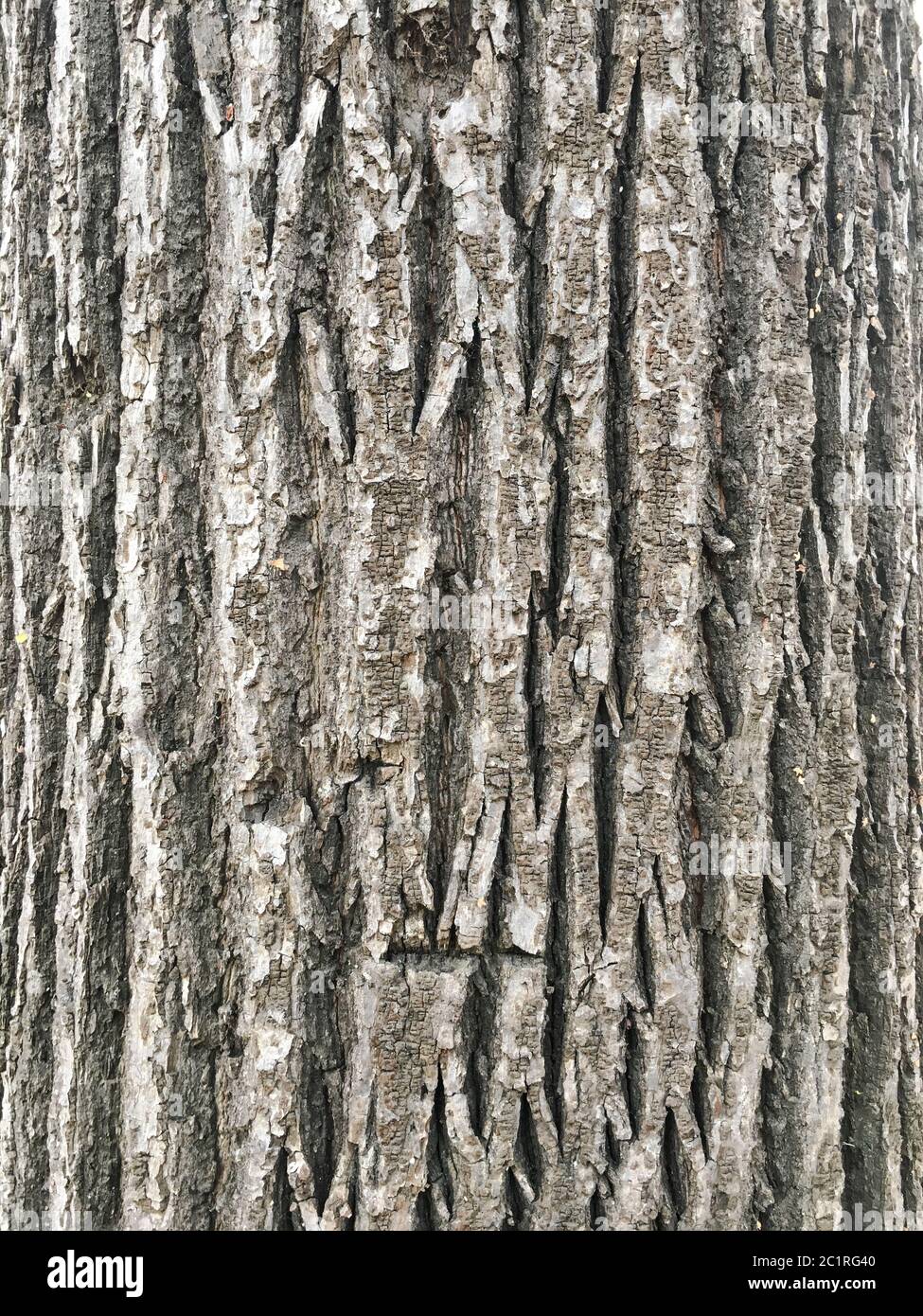 bark oak background texture, gray brown bark Stock Photo - Alamy