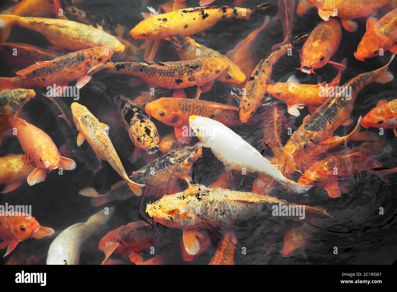Pond full of goldfish hi-res stock photography and images - Alamy