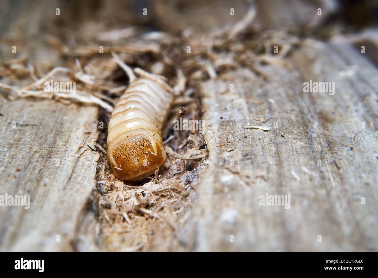 Larva of a large poplar longhorn beetle (Saperda carcharias) in the ...