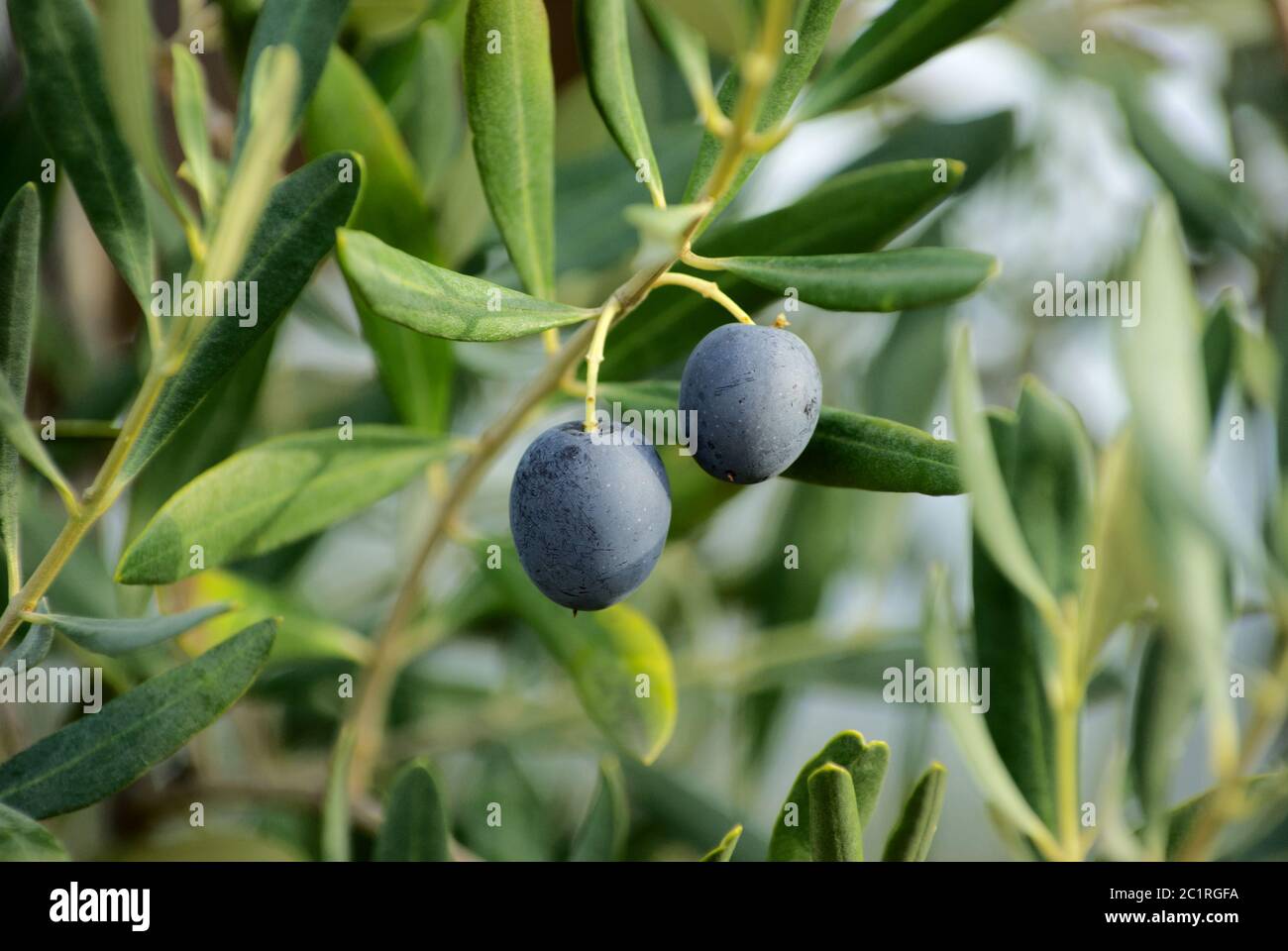 outdoor olives close-up of Sicily mediterranean agriculture Stock Photo ...