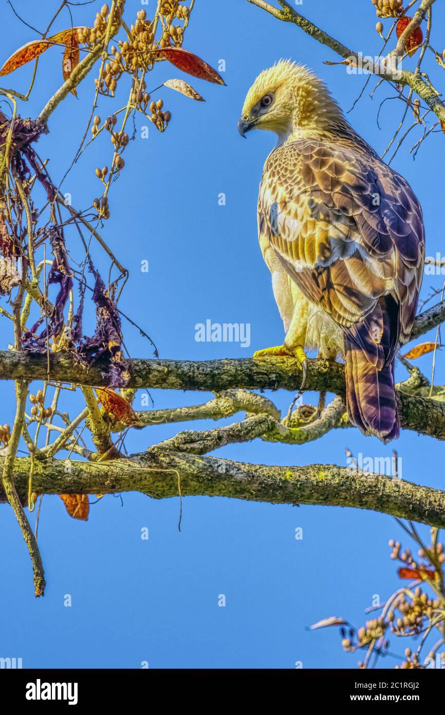 Young changeable hawk-eagle or crested hawk-eagle (Nisaetus cirrhatus ...
