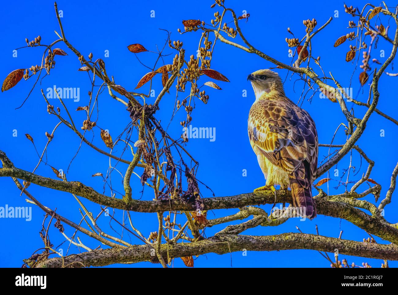 Young changeable hawk-eagle or crested hawk-eagle (Nisaetus cirrhatus ...