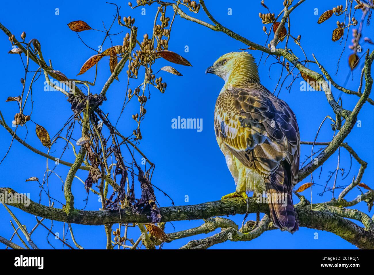 Young changeable hawk-eagle or crested hawk-eagle (Nisaetus cirrhatus ...
