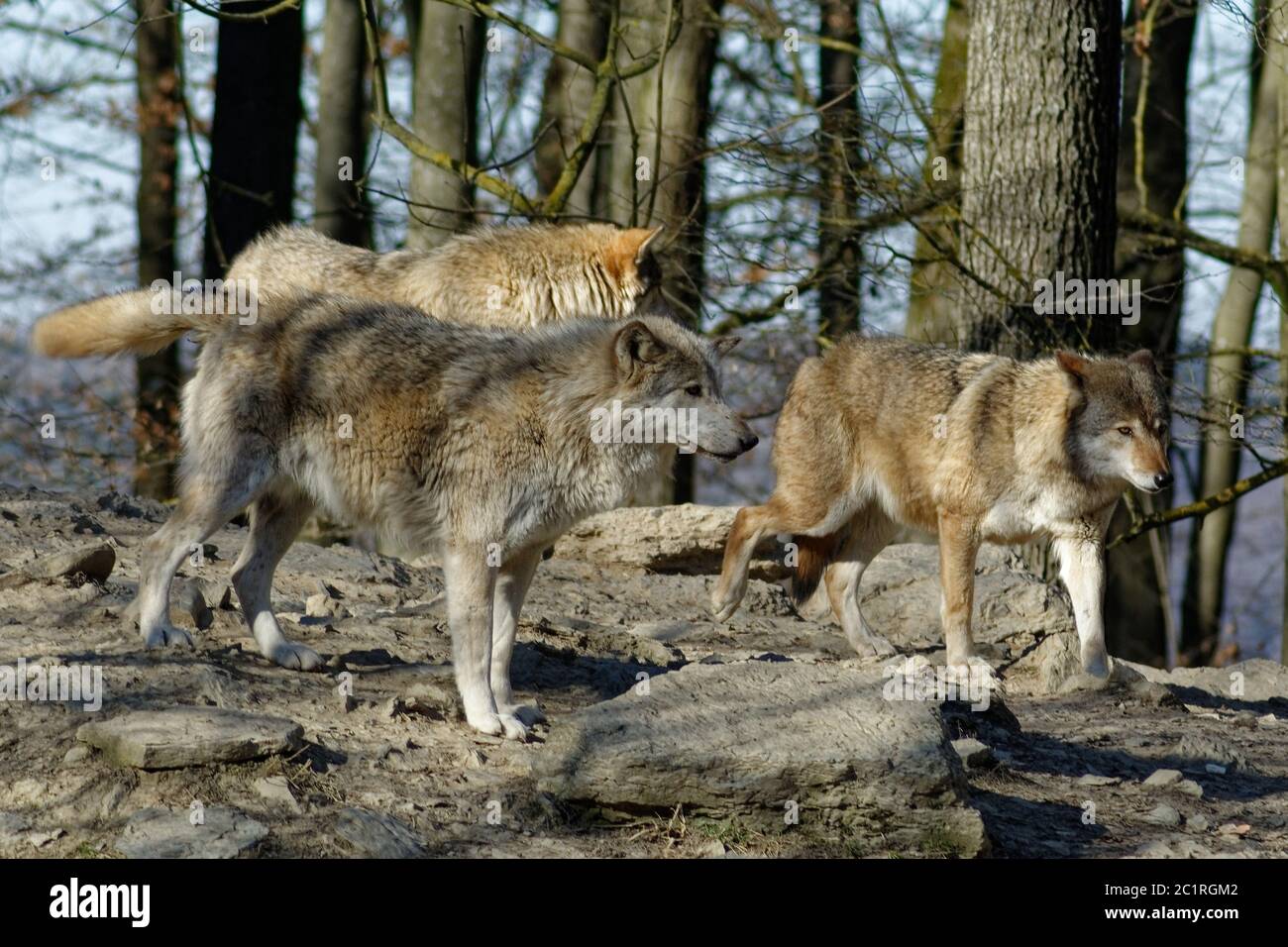 Timberwolf timber wolf hi-res stock photography and images - Alamy