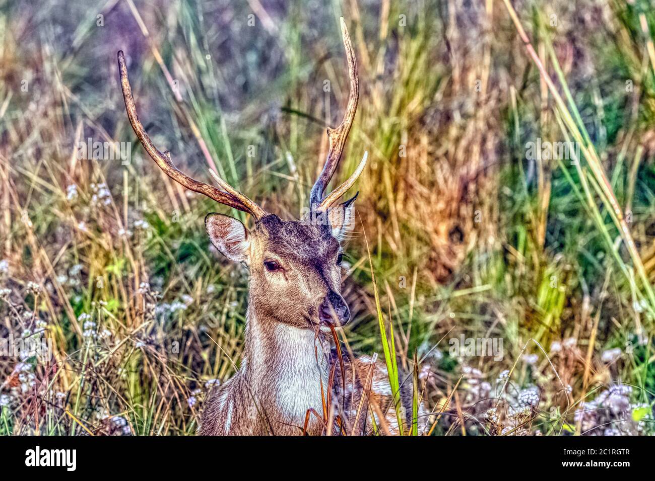 Chital cheetal axis known hi-res stock photography and images - Alamy