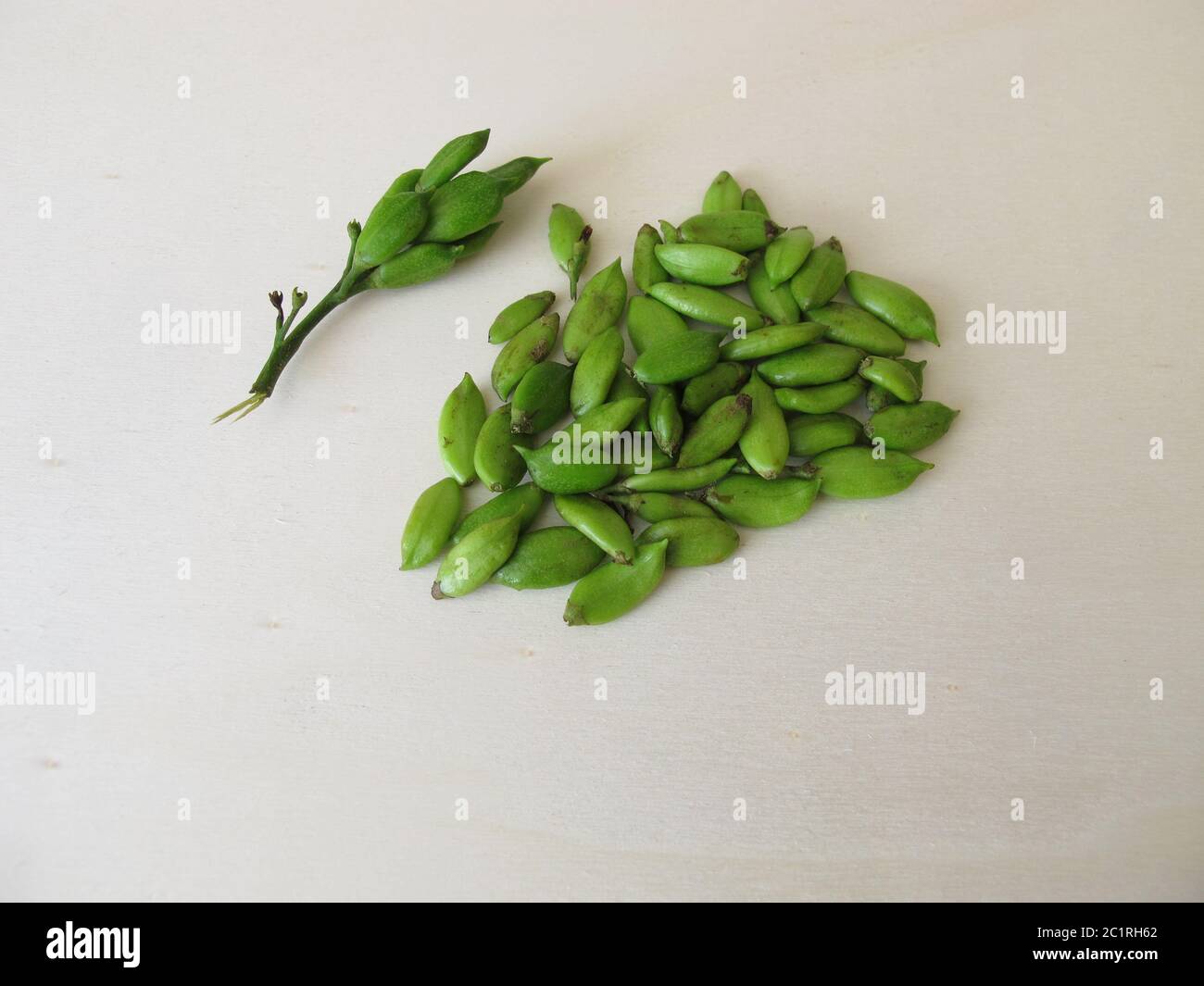 Green capsule fruits hi-res stock photography and images - Alamy