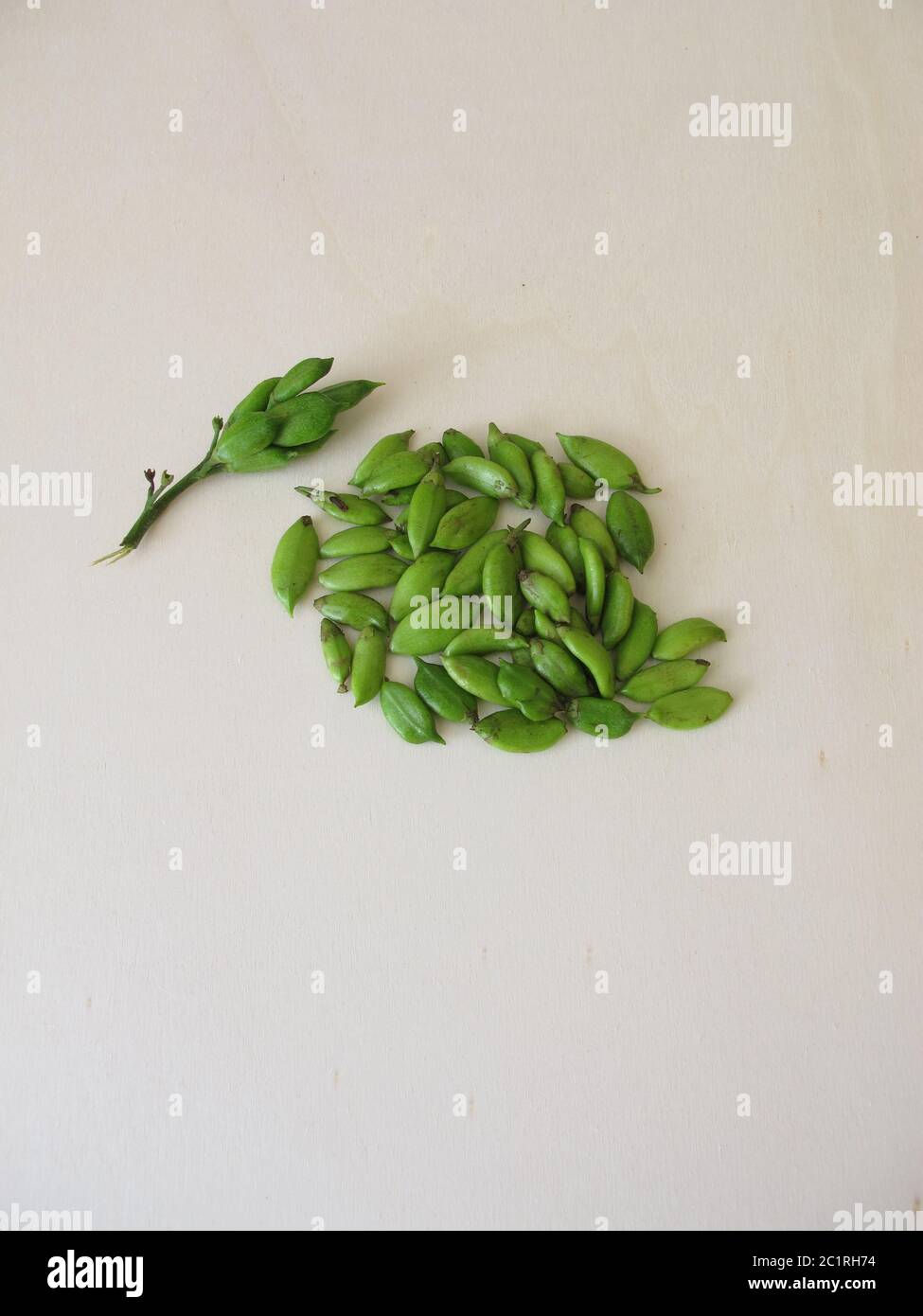 Green capsule fruits hi-res stock photography and images - Alamy