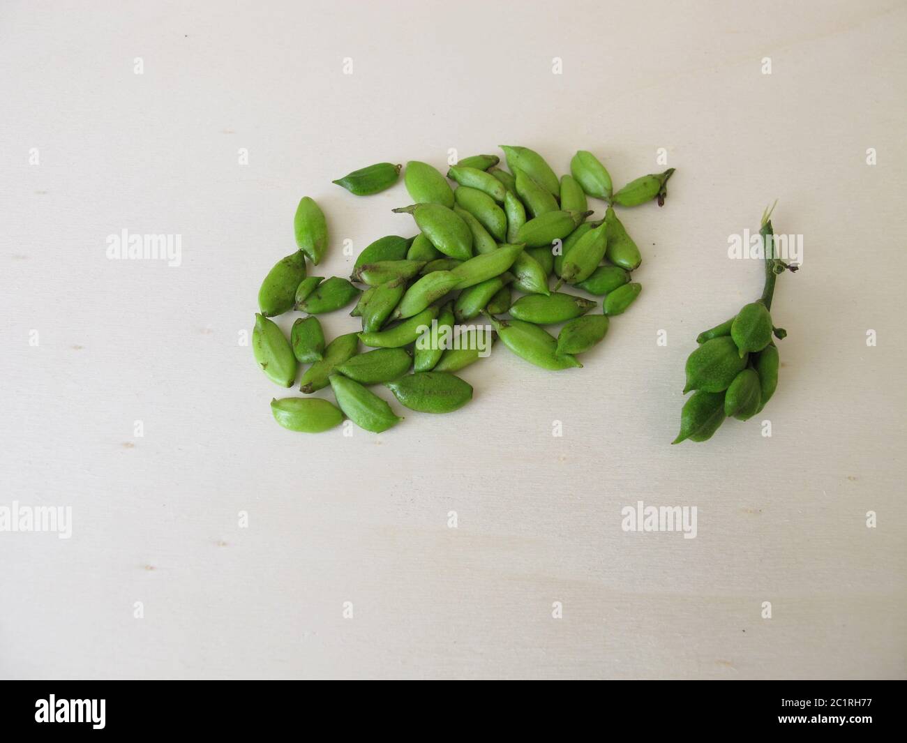 Green capsule fruits hi-res stock photography and images - Alamy