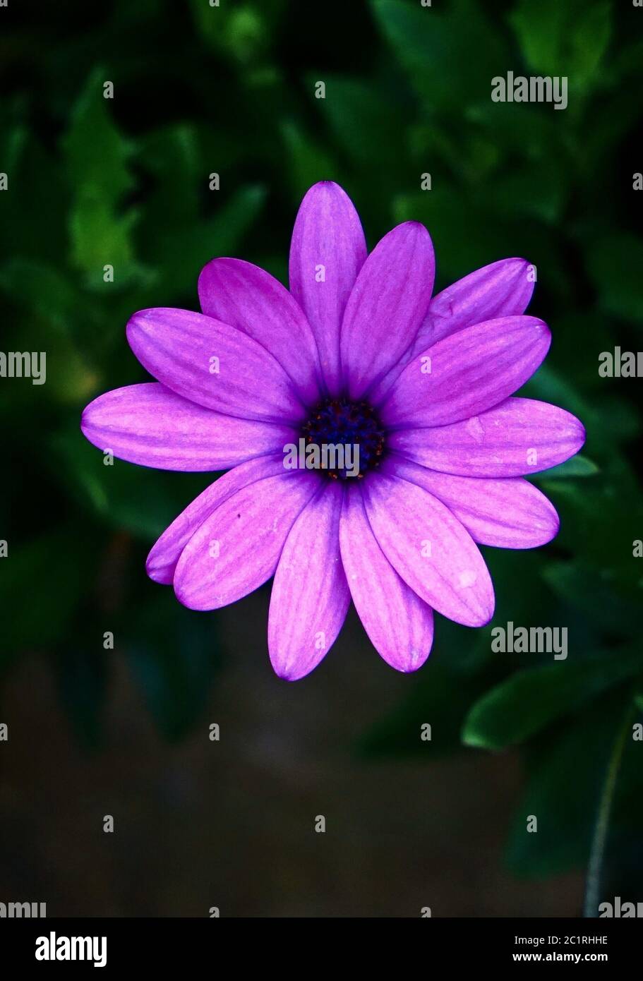 pink flower plant petals Stock Photo - Alamy