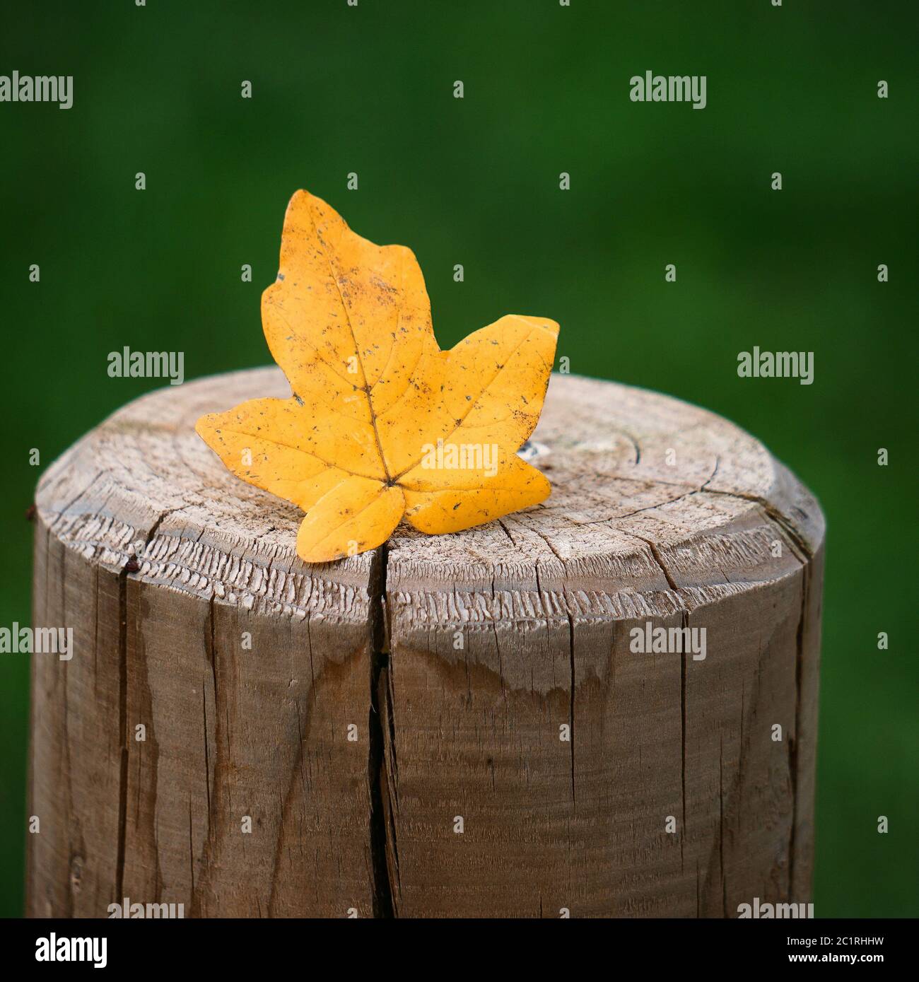 Brown tree hi-res stock photography and images - Alamy