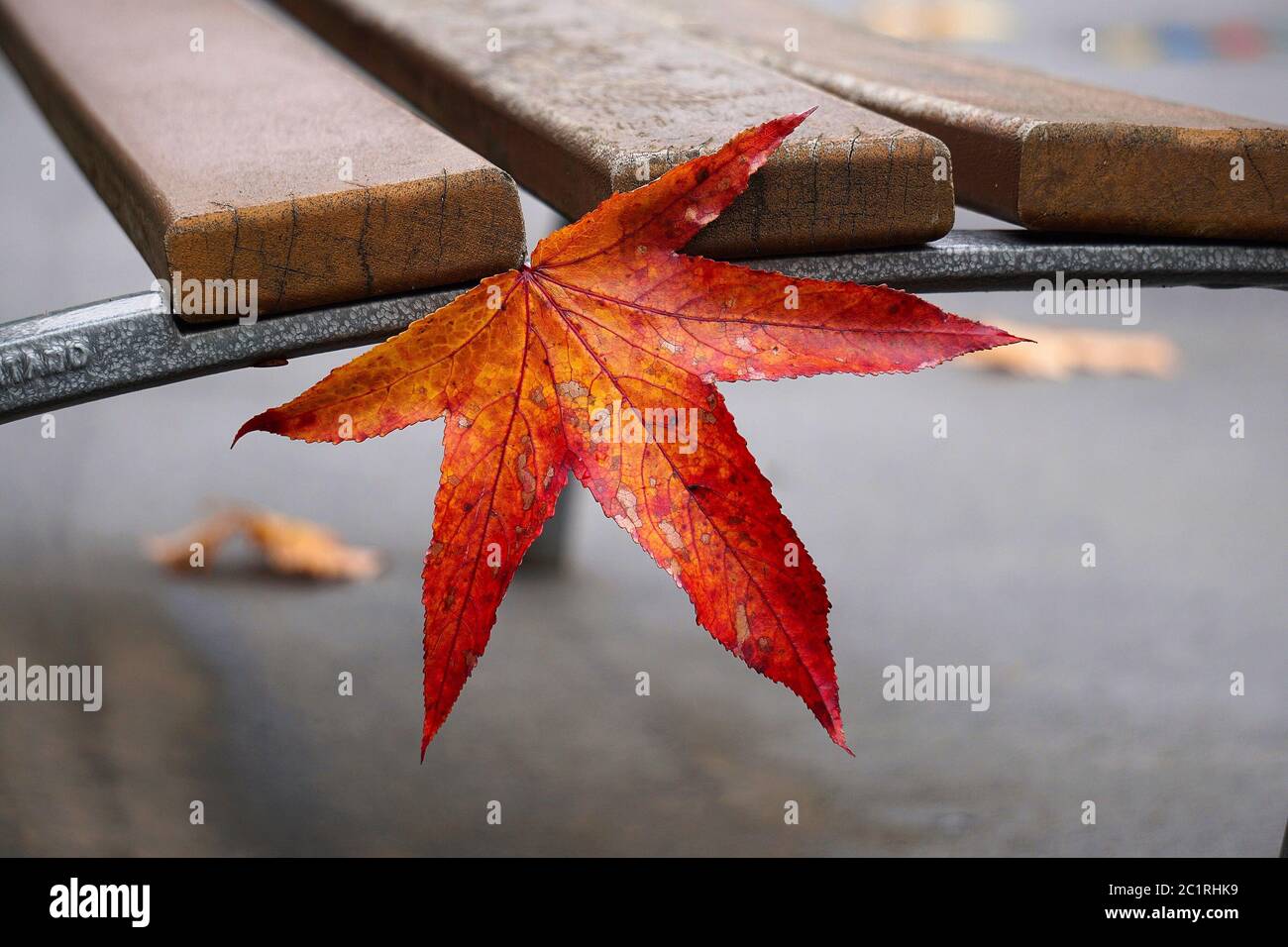 red tree leaves texture Stock Photo - Alamy