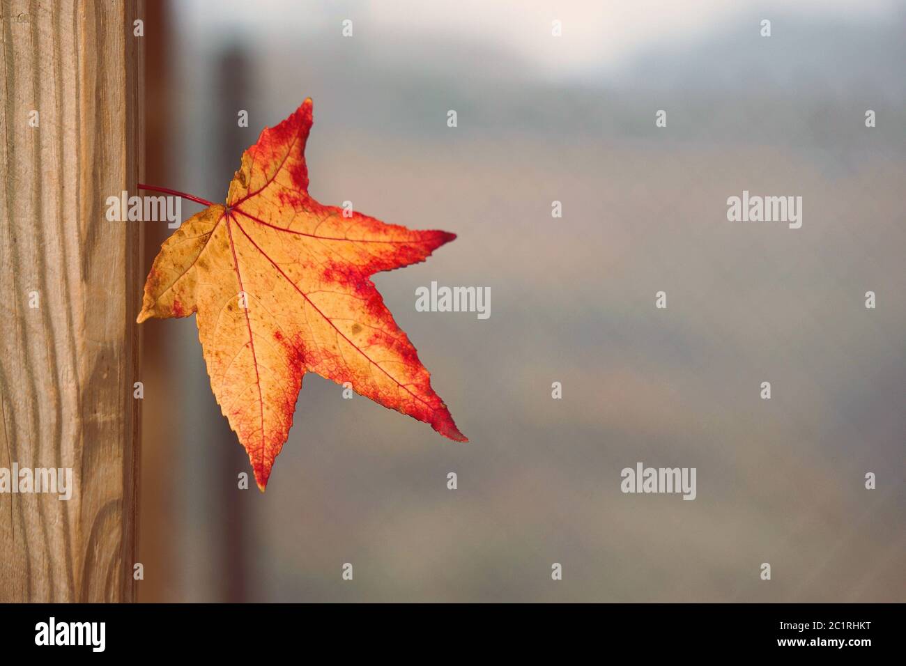 red tree leaves texture Stock Photo - Alamy
