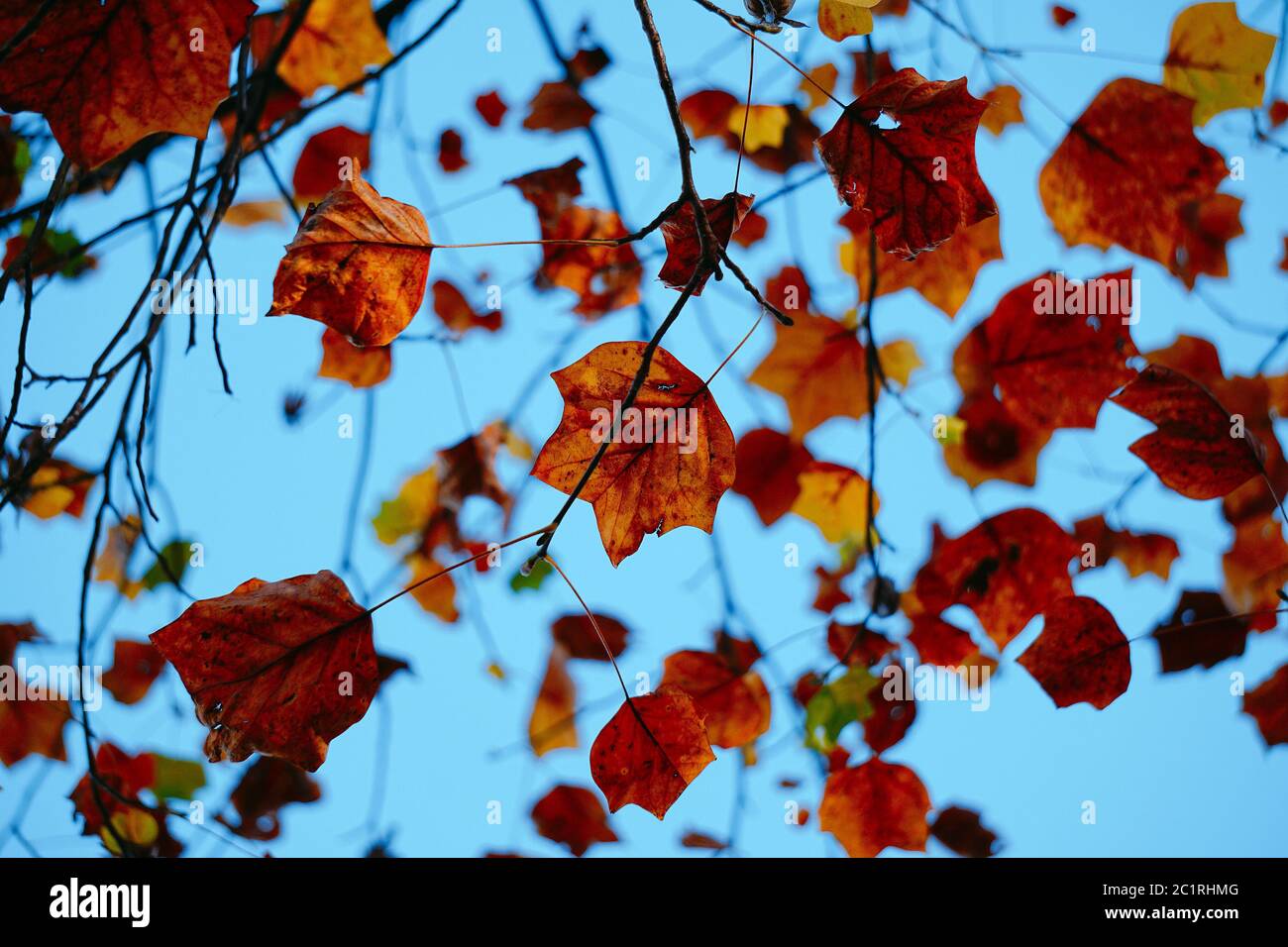 red tree leaves texture Stock Photo - Alamy