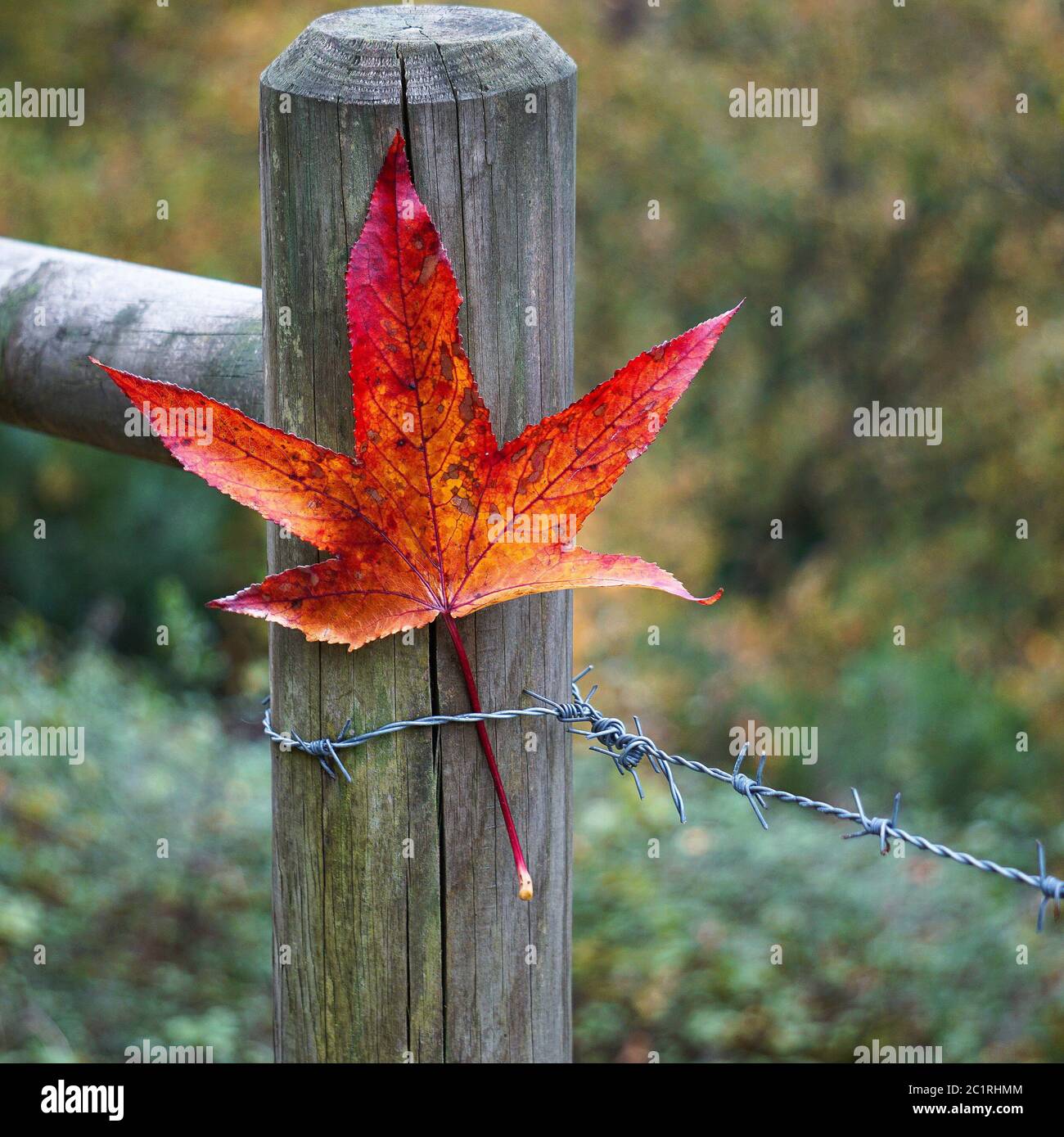 red tree leaves texture Stock Photo - Alamy