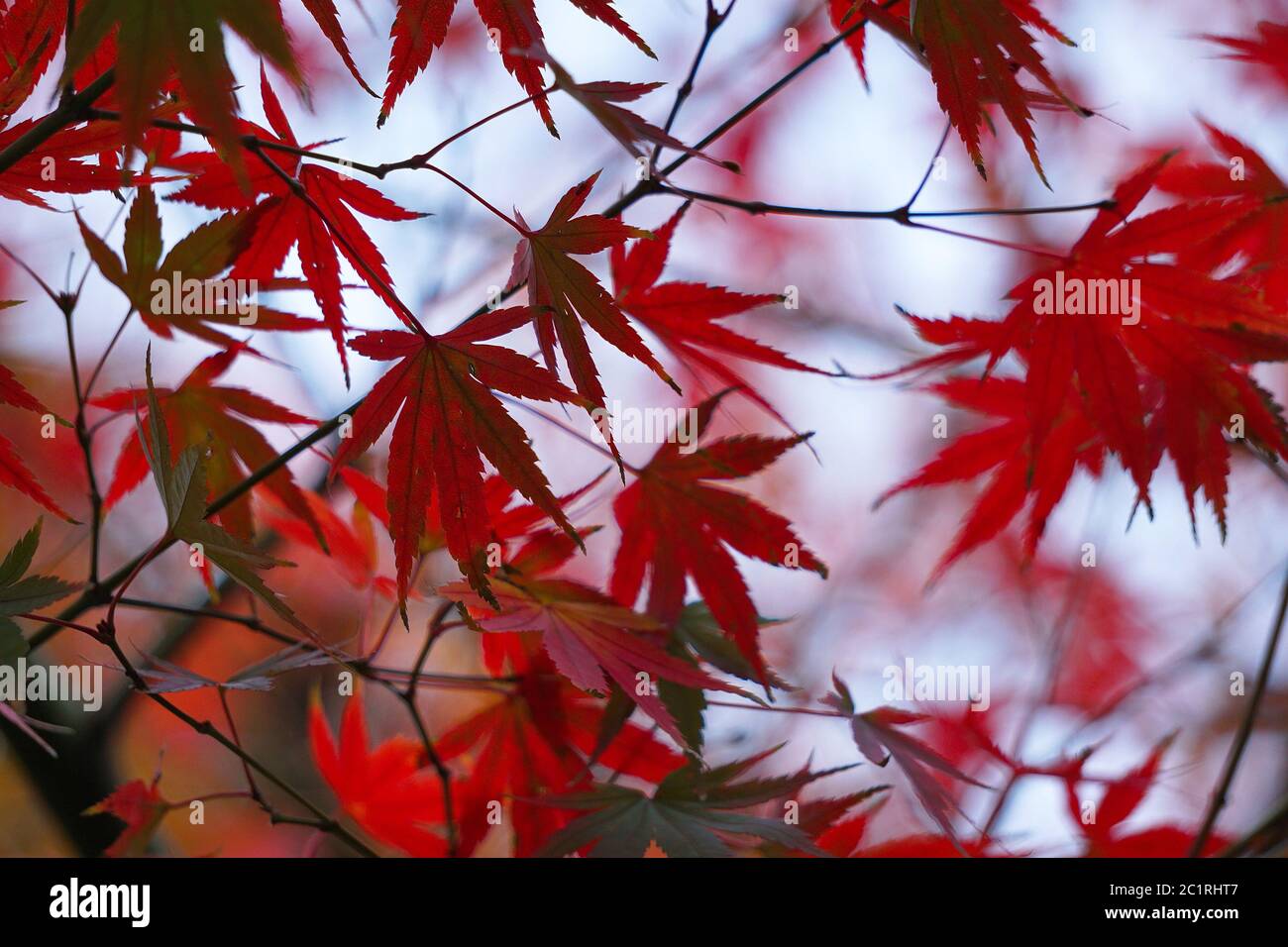 red tree leaves background Stock Photo - Alamy