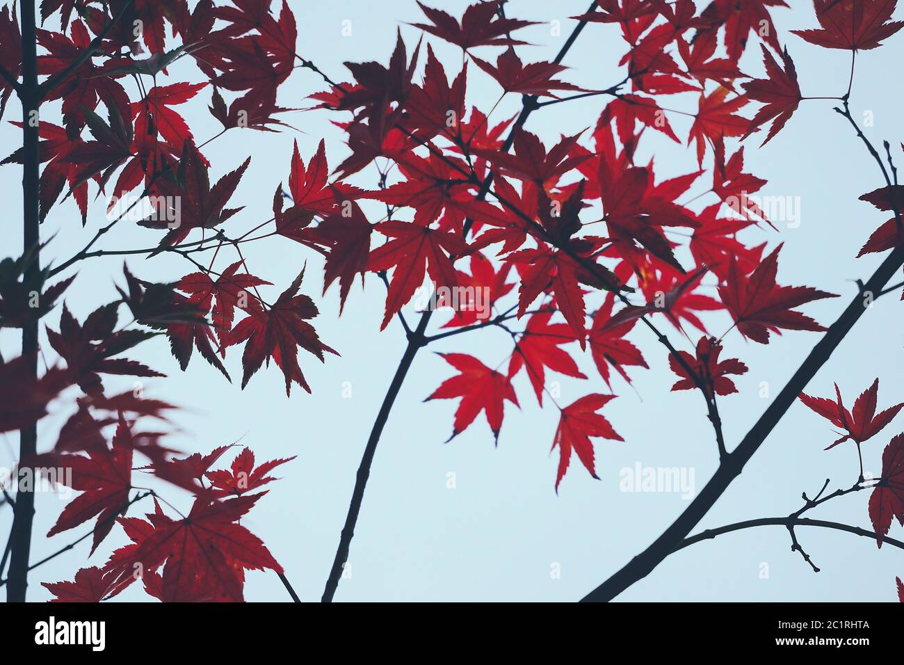 red tree leaves background Stock Photo - Alamy