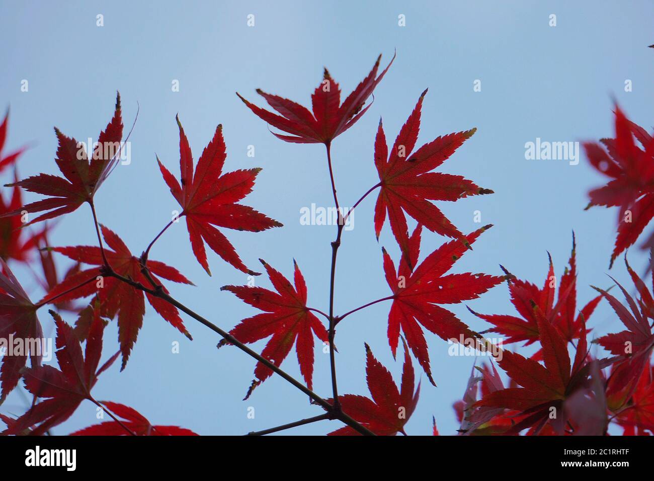 red tree leaves background Stock Photo - Alamy