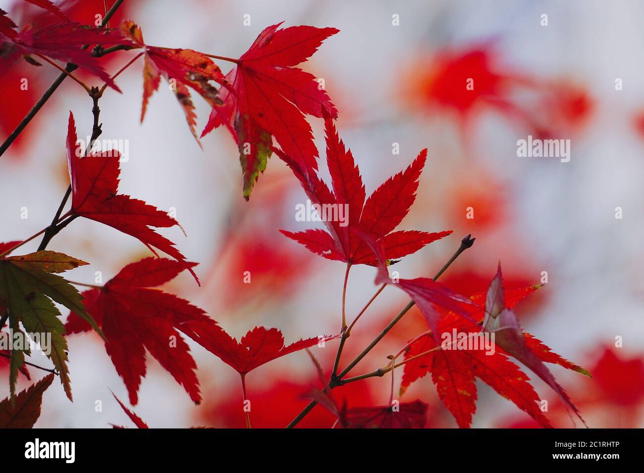 red tree leaves background Stock Photo - Alamy
