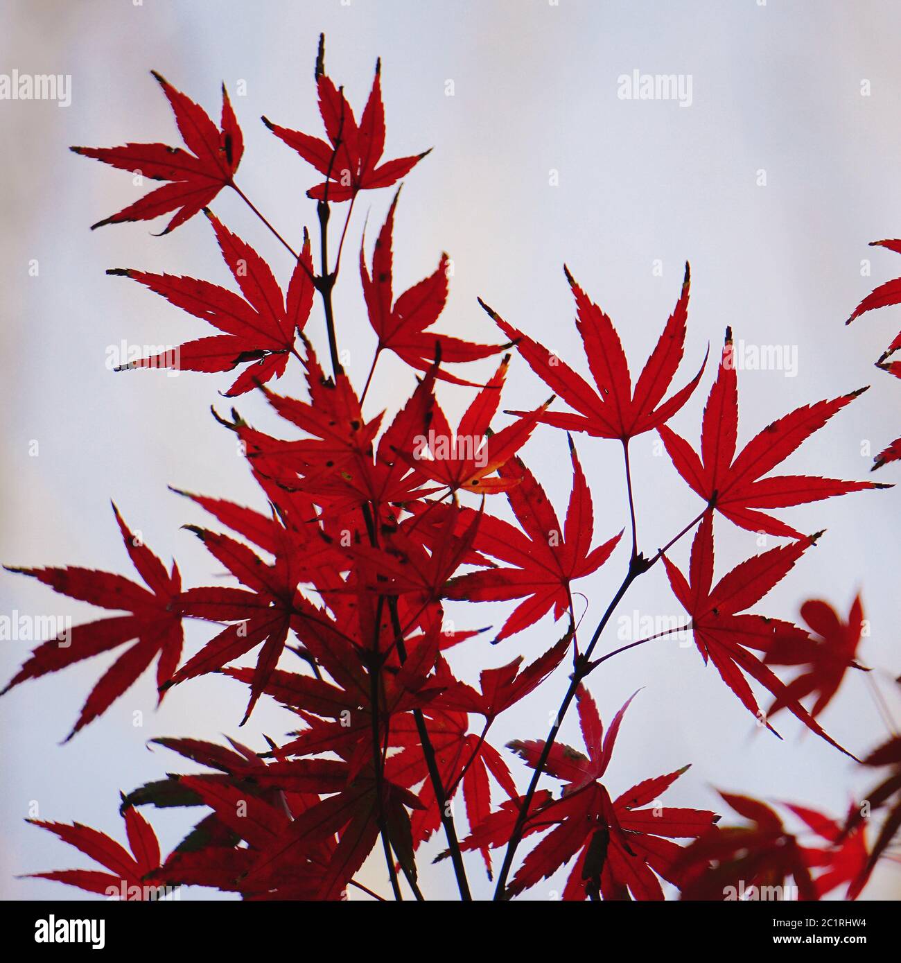 red tree leaves background Stock Photo - Alamy