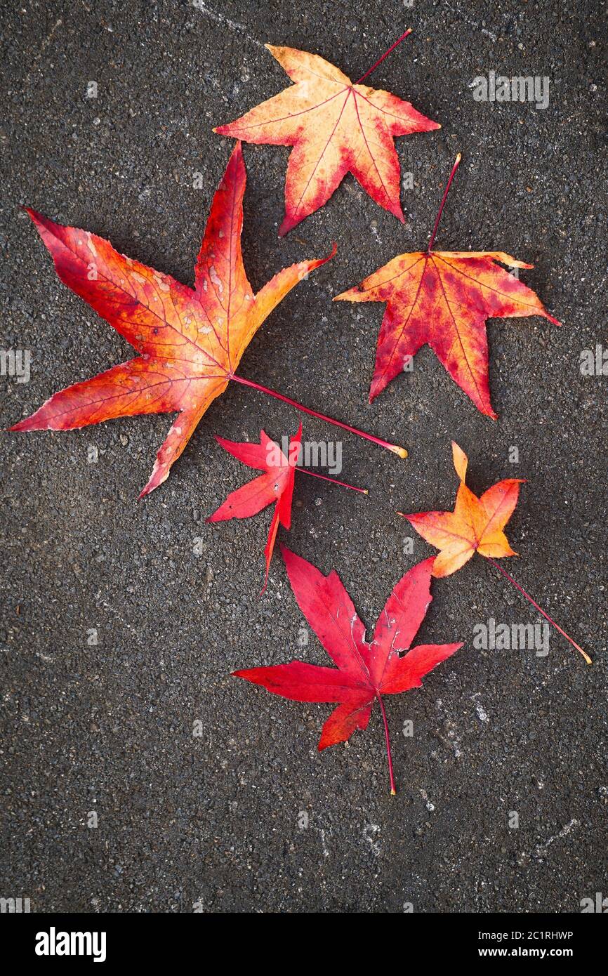 red tree leaves background Stock Photo - Alamy