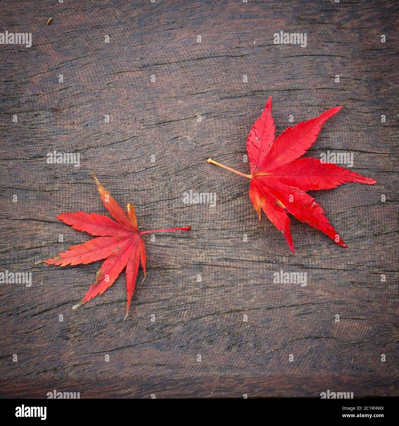 red tree leaves background Stock Photo - Alamy