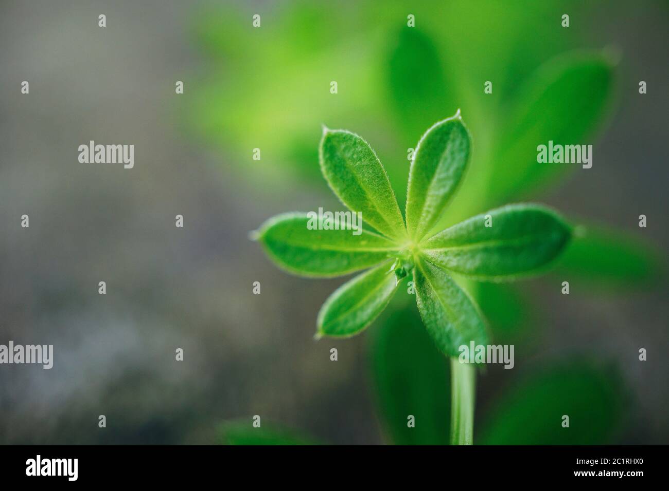 Plant with texture hi-res stock photography and images - Alamy