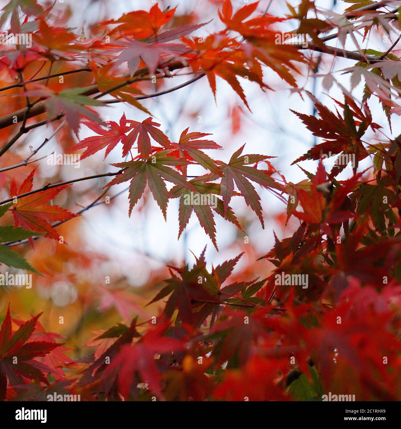 red tree leaves background Stock Photo - Alamy