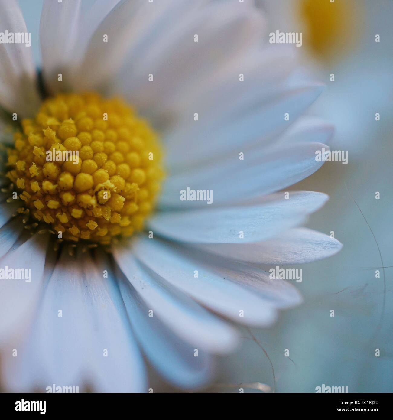 daisy flower plant Stock Photo - Alamy