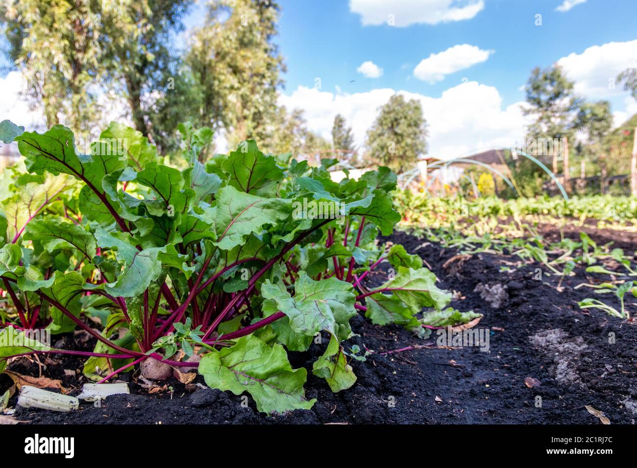 Natural organic vegetables grown in nourished soil. Agricultural plant ...