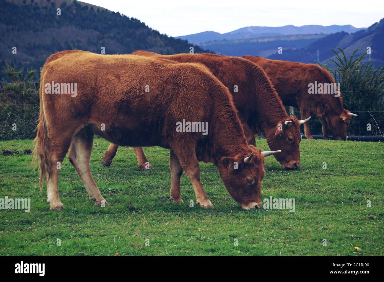 brown cow portrait Stock Photo - Alamy