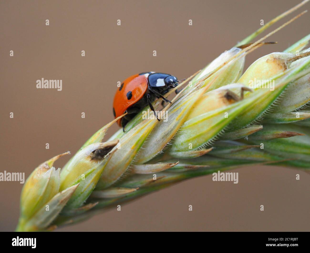 Black ladybug hi-res stock photography and images - Alamy
