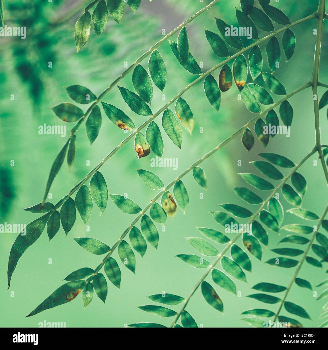 tree green leaves texture Stock Photo - Alamy