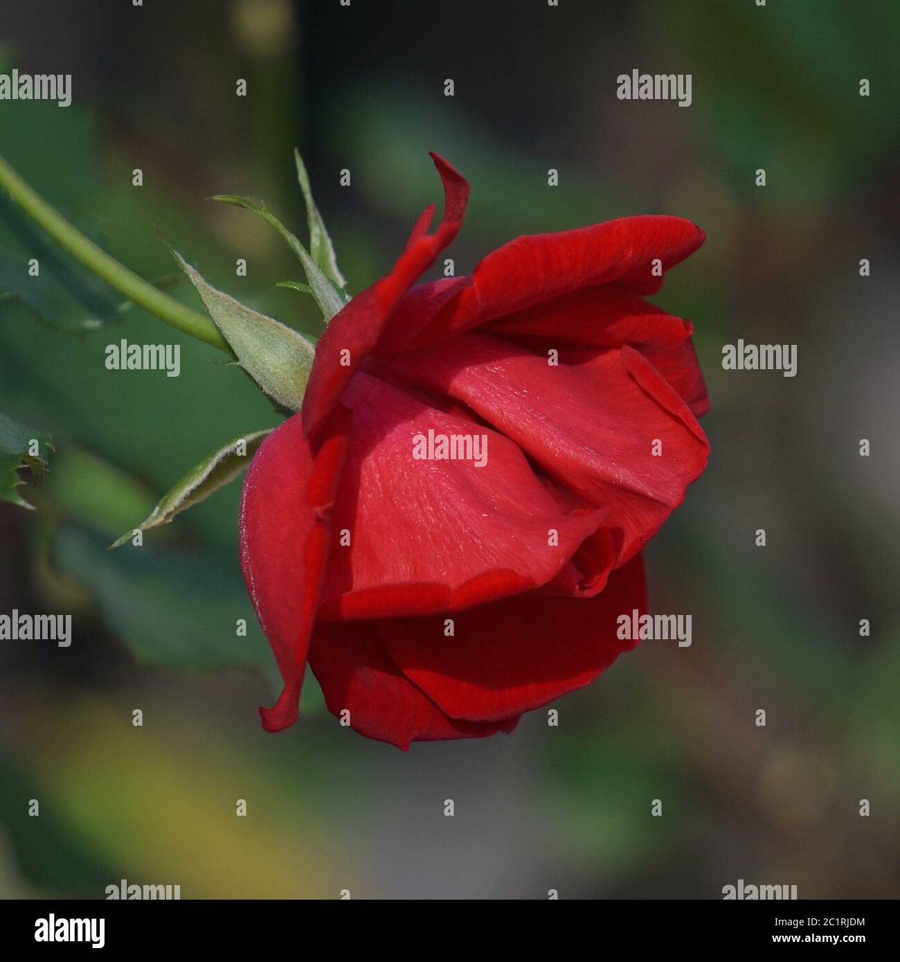 red rose flower plant Stock Photo - Alamy