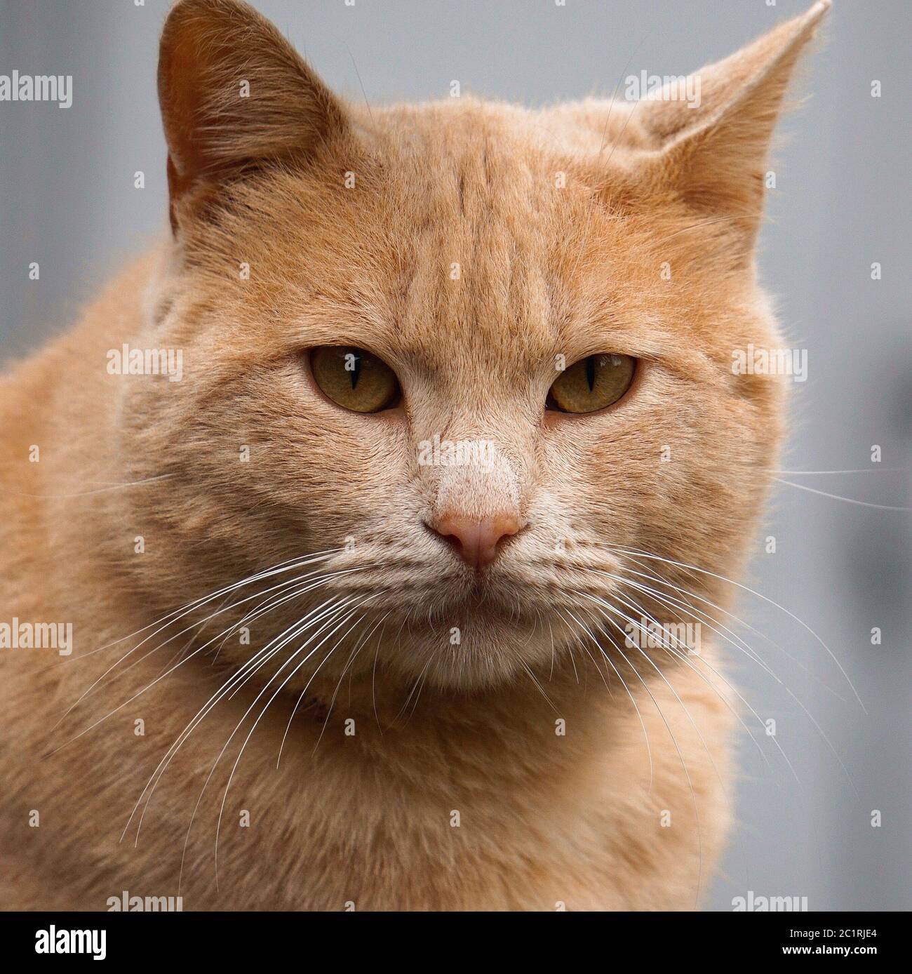 brown cat portrait Stock Photo - Alamy