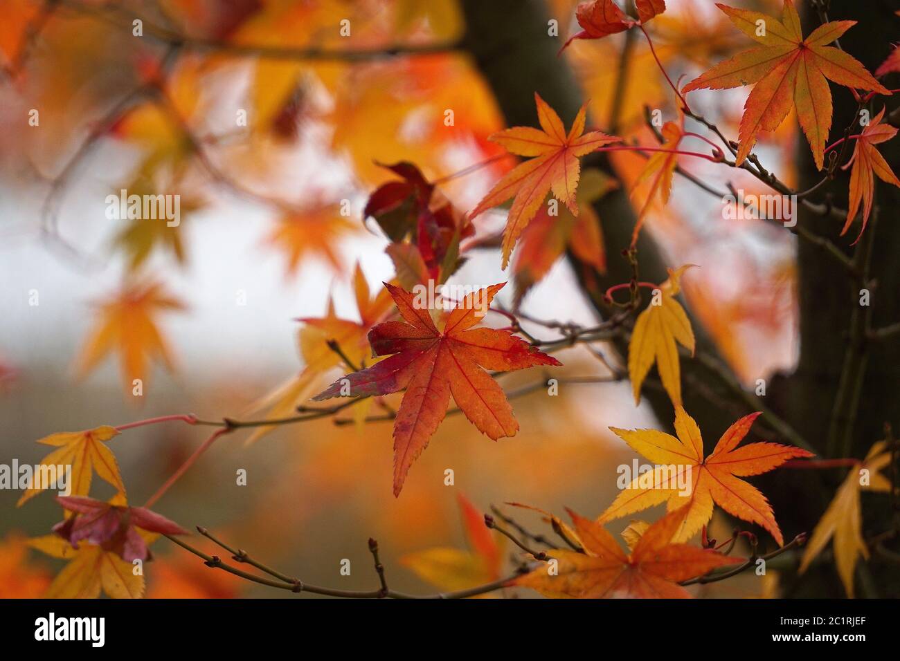 brown tree leaves texture Stock Photo - Alamy