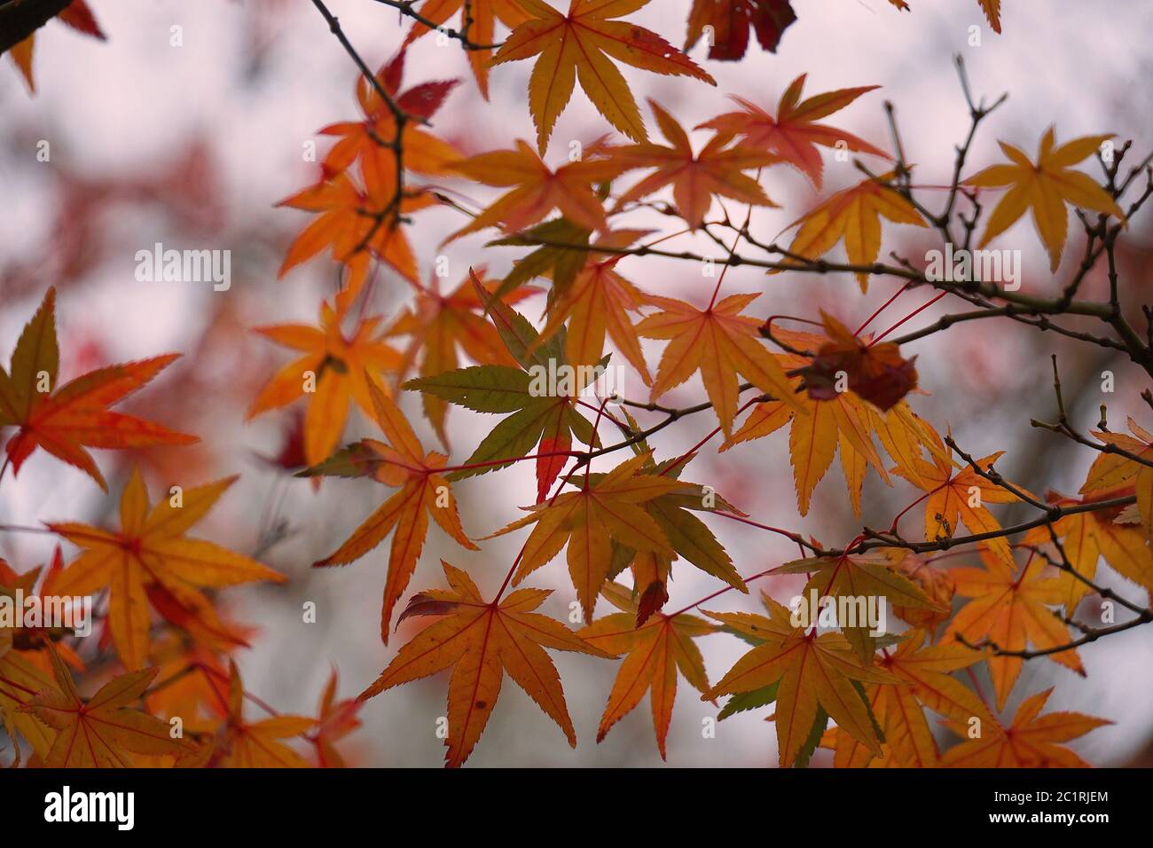 brown tree leaves texture Stock Photo - Alamy
