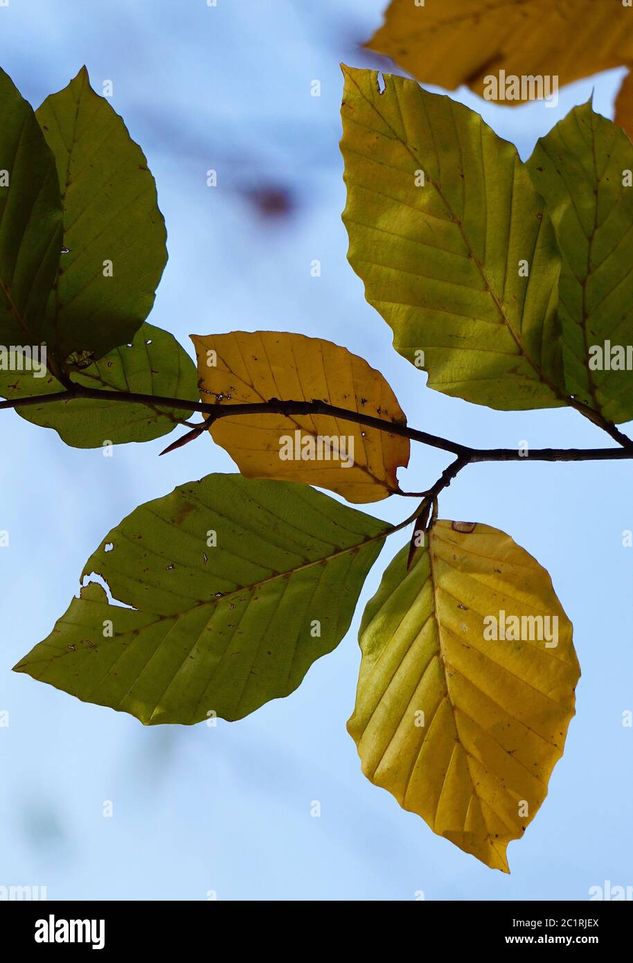 tree green leaves texture Stock Photo - Alamy