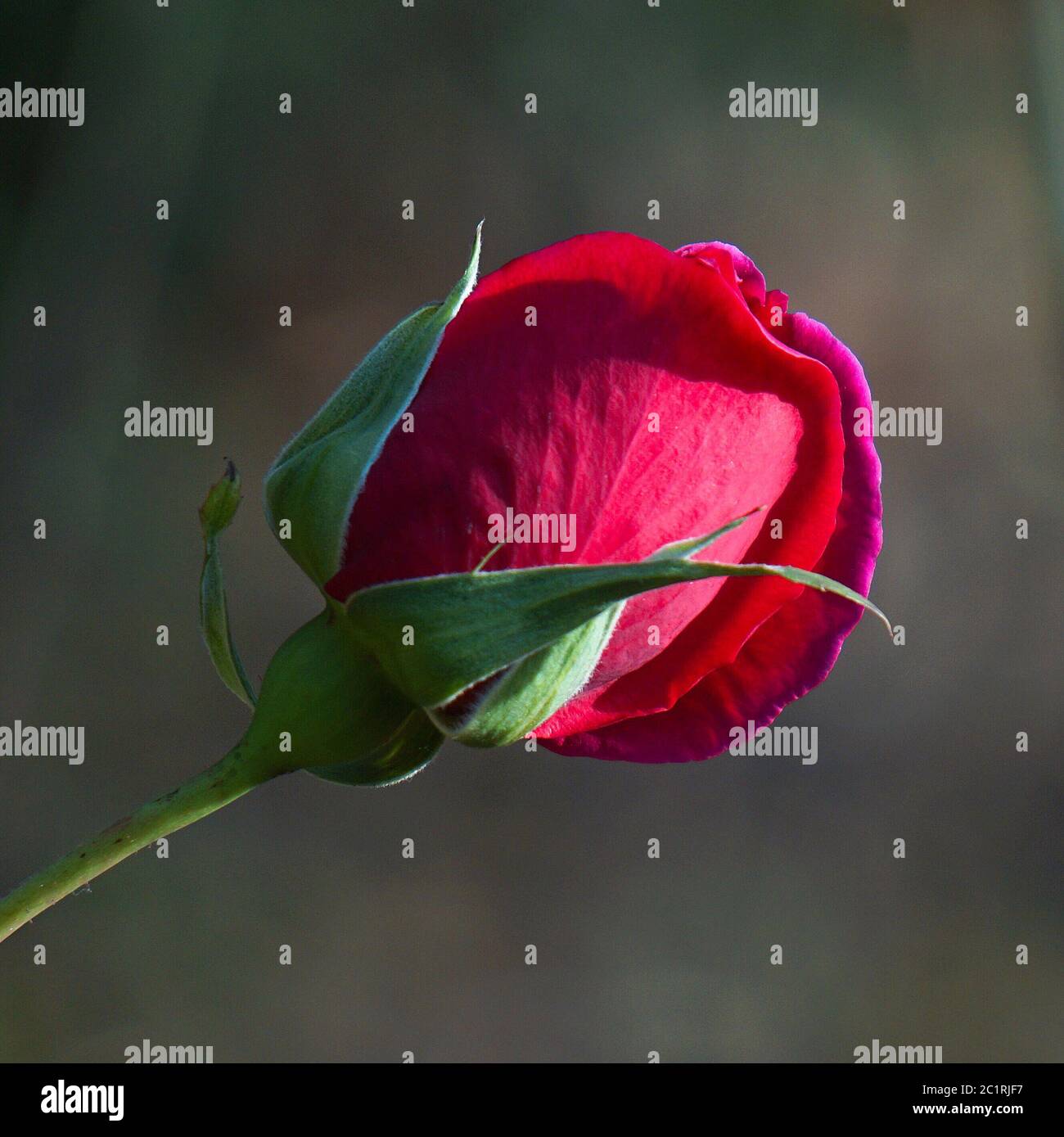 red rose flower plant Stock Photo - Alamy