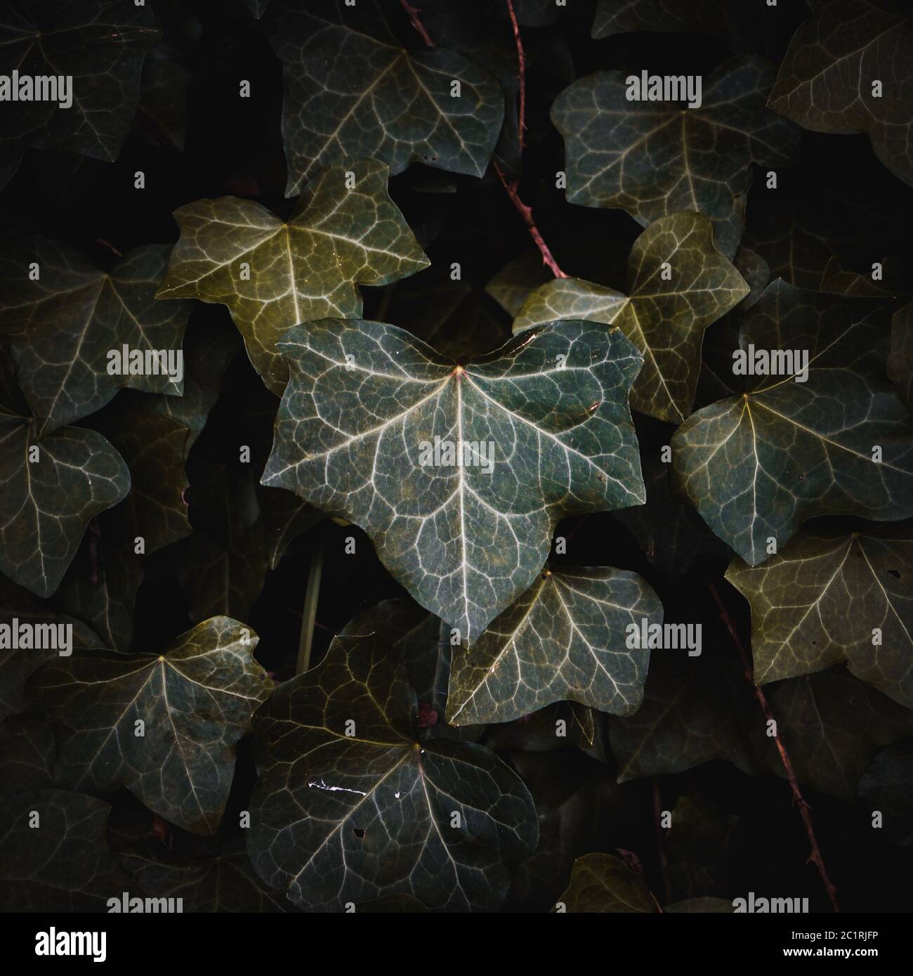 green plant leaves texture Stock Photo - Alamy