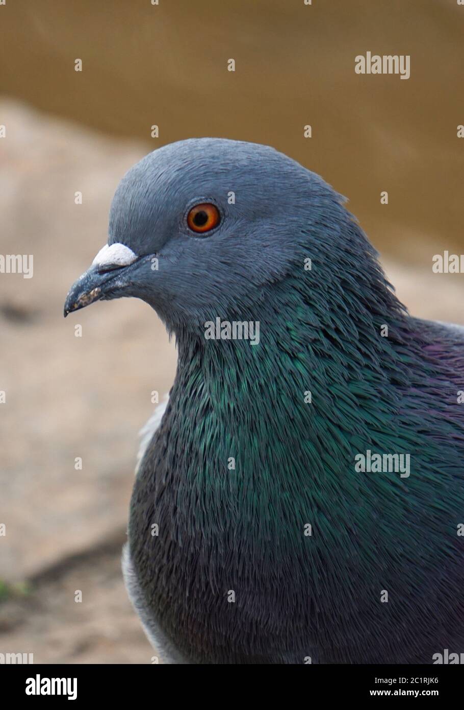 Pigeon nature hi-res stock photography and images - Alamy