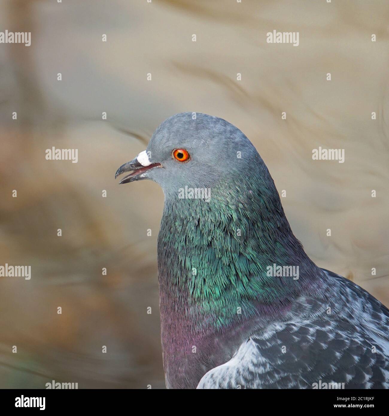 pigeon in the nature Stock Photo - Alamy