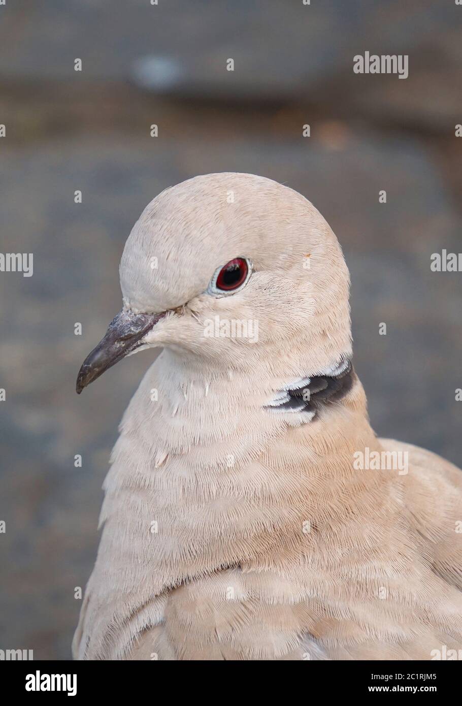 Pigeon birds in nature hi-res stock photography and images - Alamy