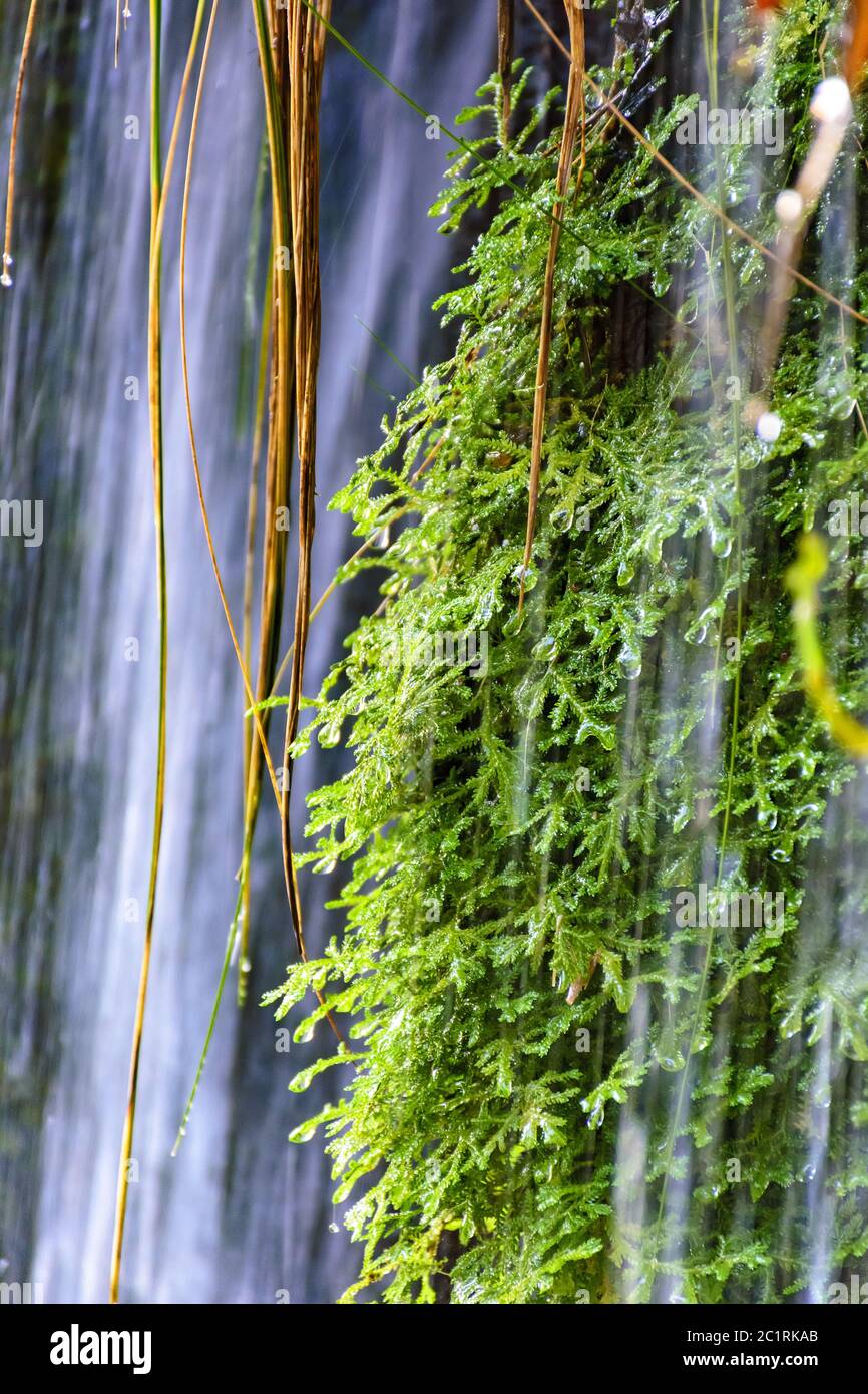 Moss vegetation hi-res stock photography and images - Alamy