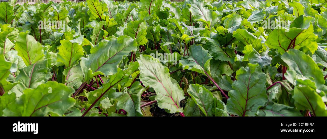 Natural organic vegetables grown in nourished soil. Agricultural plant ...